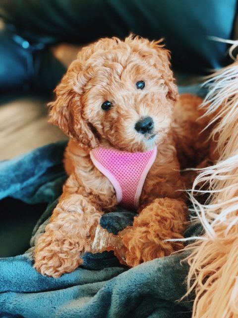 Miniature Goldendoodle Puppies For Sale | Walters Puppy Place