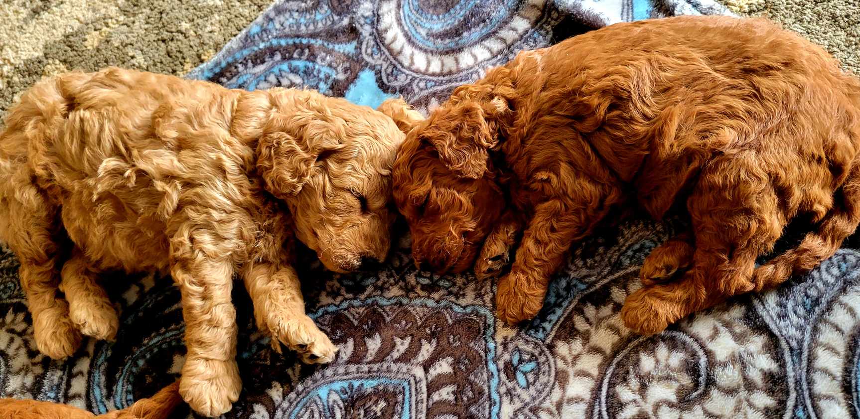 Mini Goldendoodle Colors Explained | Walters Puppy Place