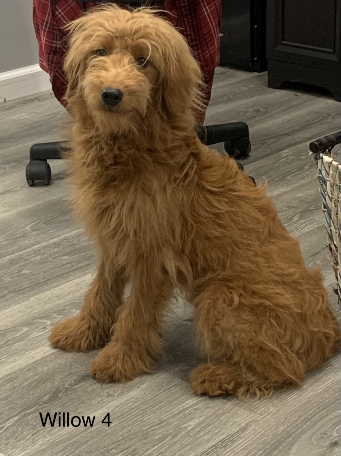 Miniature Goldendoodle Puppies For Sale | Walters Puppy Place